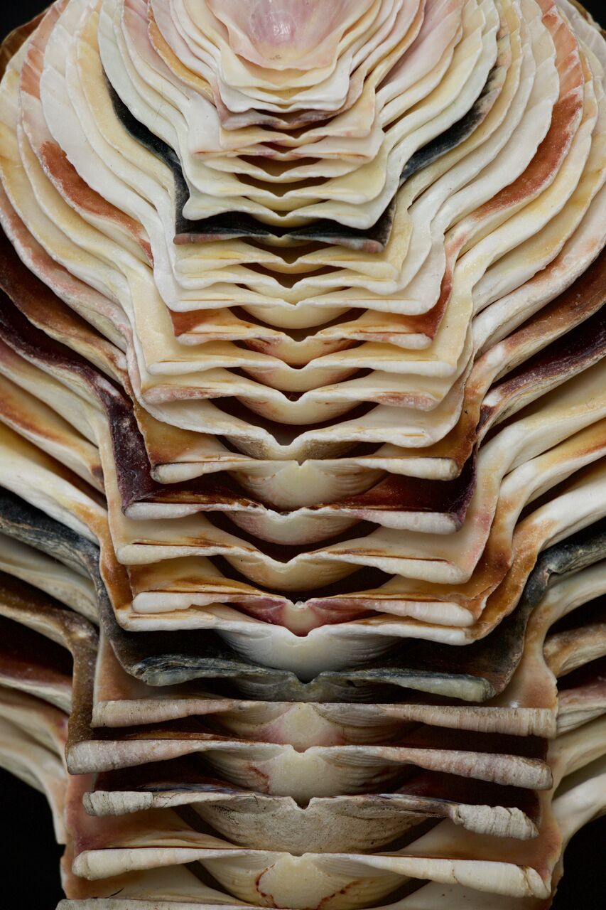 Who We Are - Creative Coromandel